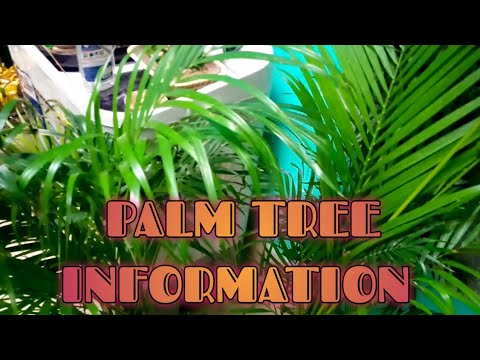 Palm tree full information || Caring and transplant || Palm tree ki jankari in hindi || My Hobbies||