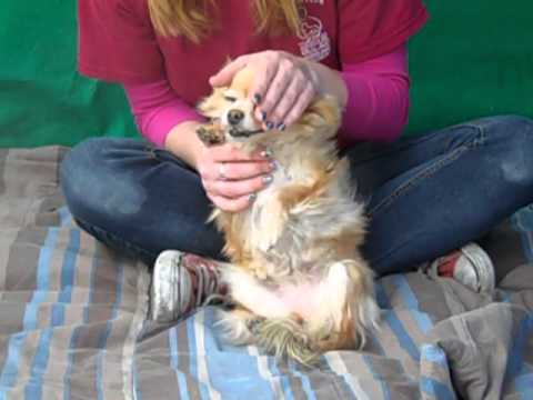 Lola A4538706