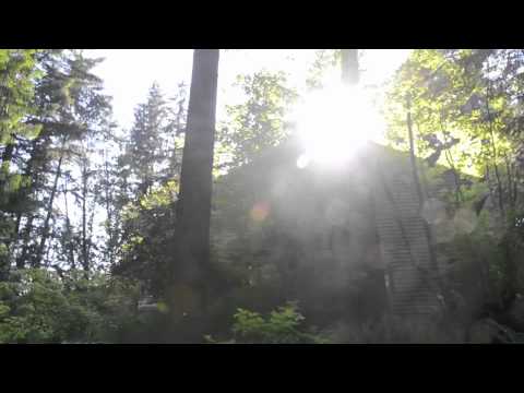 Temperate Rainforest