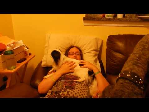 Deep Pressure Therapy with small dog