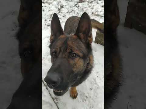 Ekhard Gray K-9 UA German Shepherd #dog #germanshepherd #germanshepheard #gsds #bigdog #k9 #