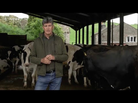 The garlic fed cows combating global warming