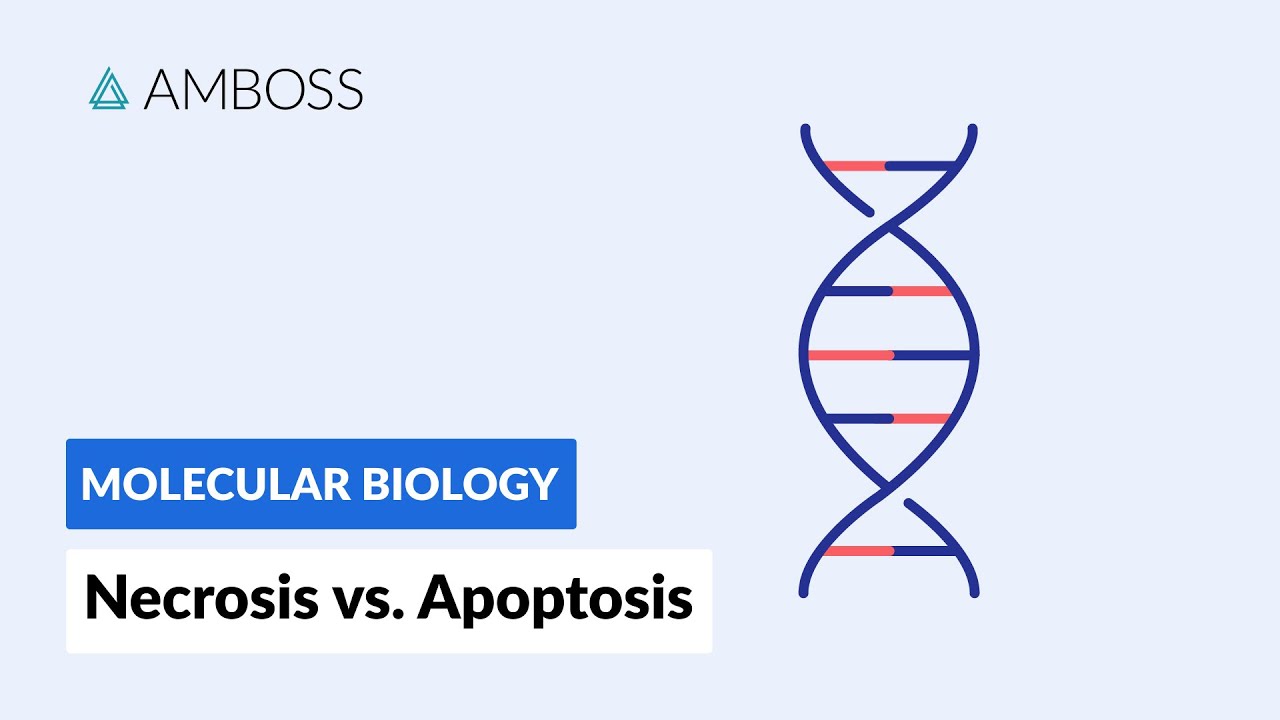 Necrosis vs. Apoptosis: Cell Death