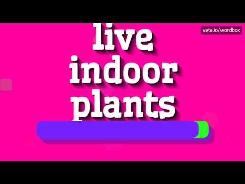 LIVE INDOOR PLANTS - HOW TO PRONOUNCE IT!?