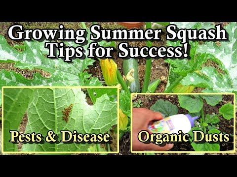How to Grow Squash and Zucchini: Pest Management, Pollination, and Other Tips for Success