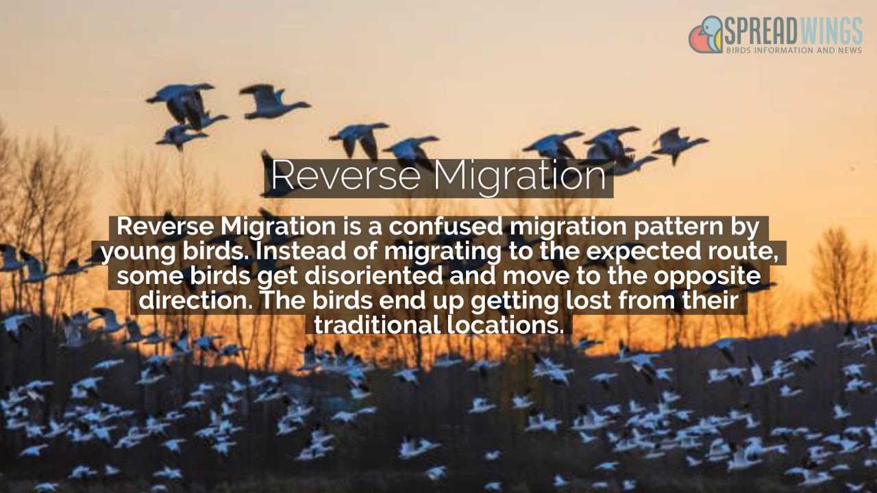 Understanding Common Migration Patterns | BIRD | spreadwings