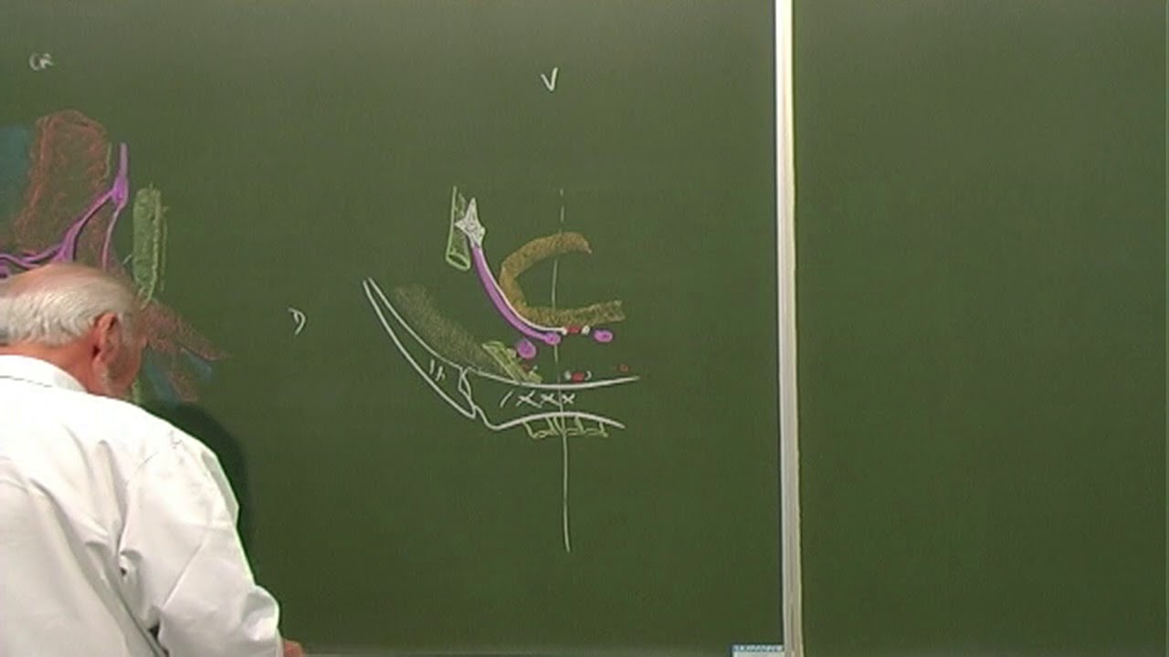 Anatomie chirurgicale des plexus hypogastriques chez la femme