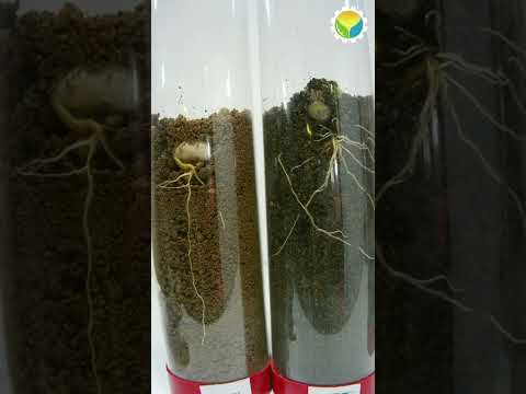 Roots with Biochar