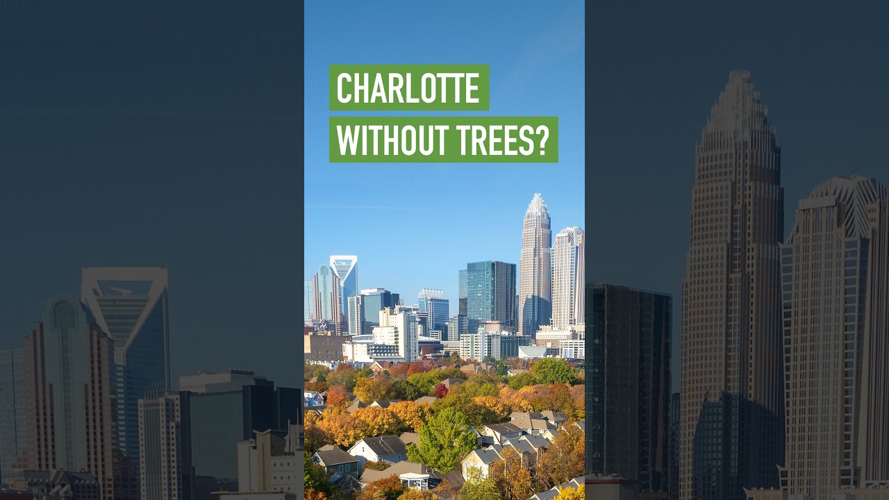 Charlotte Without Trees: Ballet 9x16