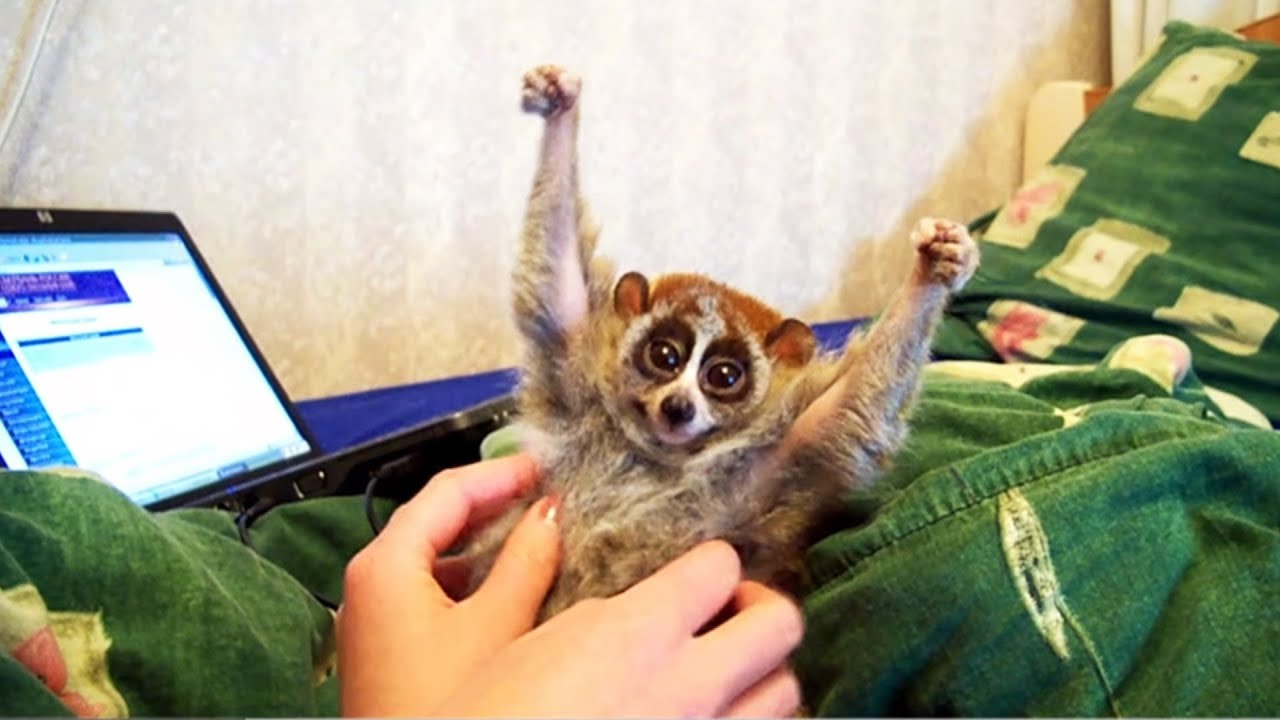 Documentaire | Ne chatouillez pas le loris lent