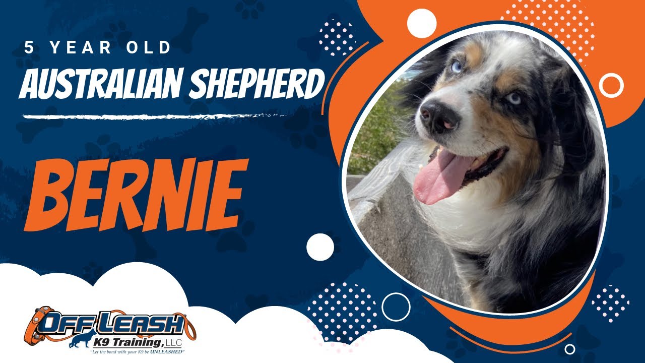 Best Australian Shepherd Dog Training | Seaside, CA| Bernie
