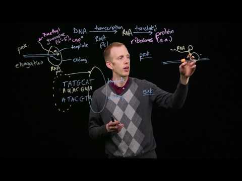 Transcription Elongation and Termination