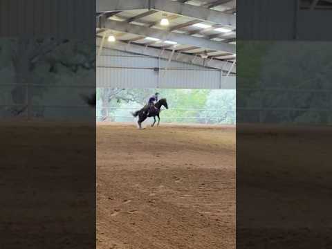 Note keep spurs away from the flank ๐ #horse #equestrian #bucking #horseriding