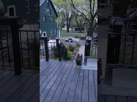 Welcome to the chicken town saloon