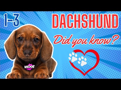 1-3 Fun Facts about Dachshunds You Need to Know! πΎππ
π #dachshunds #funfacts #doglovers #petlovers