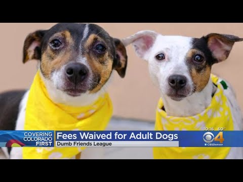 Fees Waived For Adult Dogs At Dumb Friends League