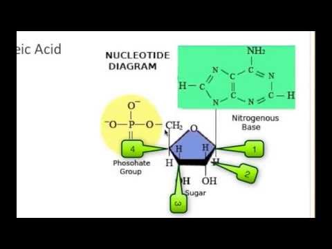 DNA to RNA to Protein