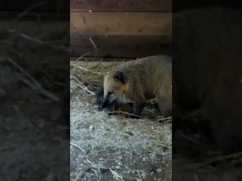 Coati with Adorable Baby #coati #coatibaby #animals #shorts