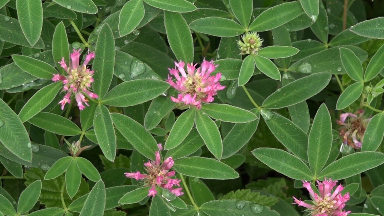 Zigzag clover