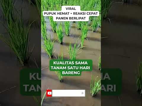 INI YANG DITUNGGU!!!! Petani Padi Wajib Gunakan ini!!