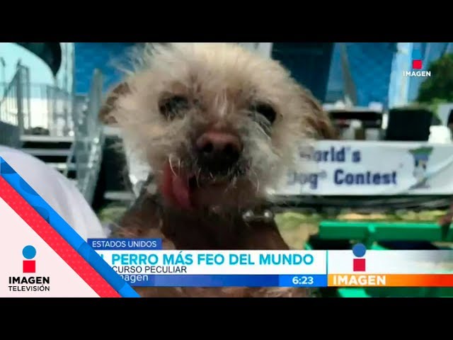 Perros Realmente Feos 24 Razas De Perros Peligrosos: Principales