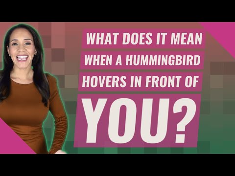 What does it mean when a hummingbird hovers in front of you?