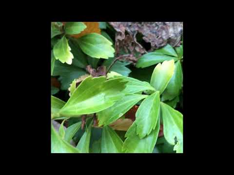 Pachysandra terminalis