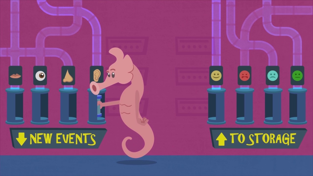 How Alcohol Affects Your Developing Hippocampus