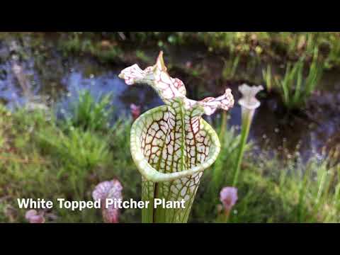 Intro. to Ecology and Limiting Factors: White Topped Pitcher Plant