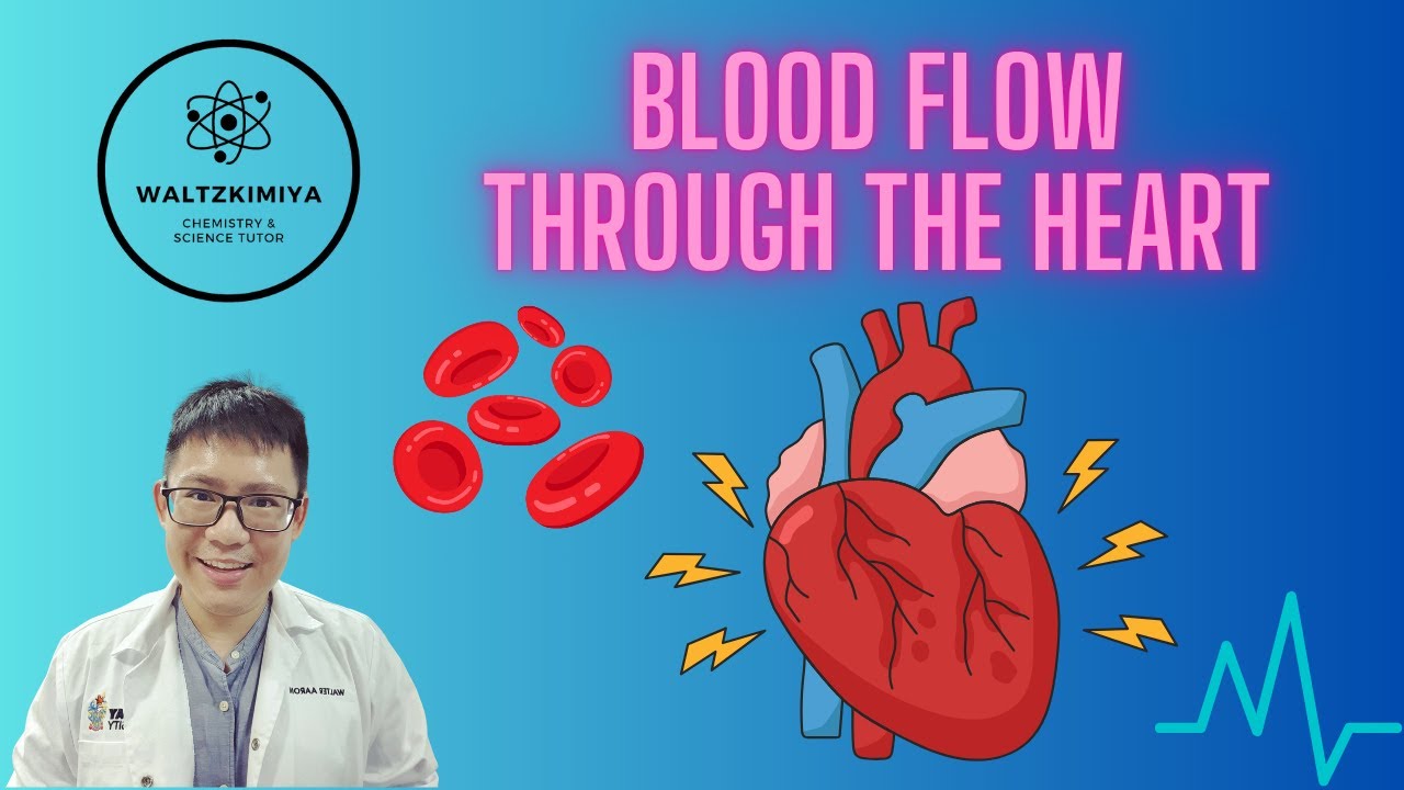 FORM 3 SCIENCE - CHAPTER 3 - BLOOD FLOW THROUGH THE HEART