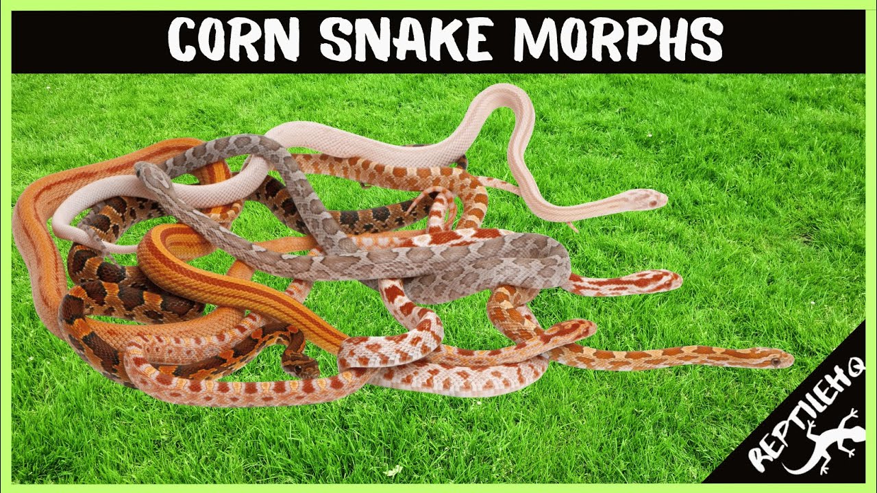 10 Most Popular Corn Snake Morphs!