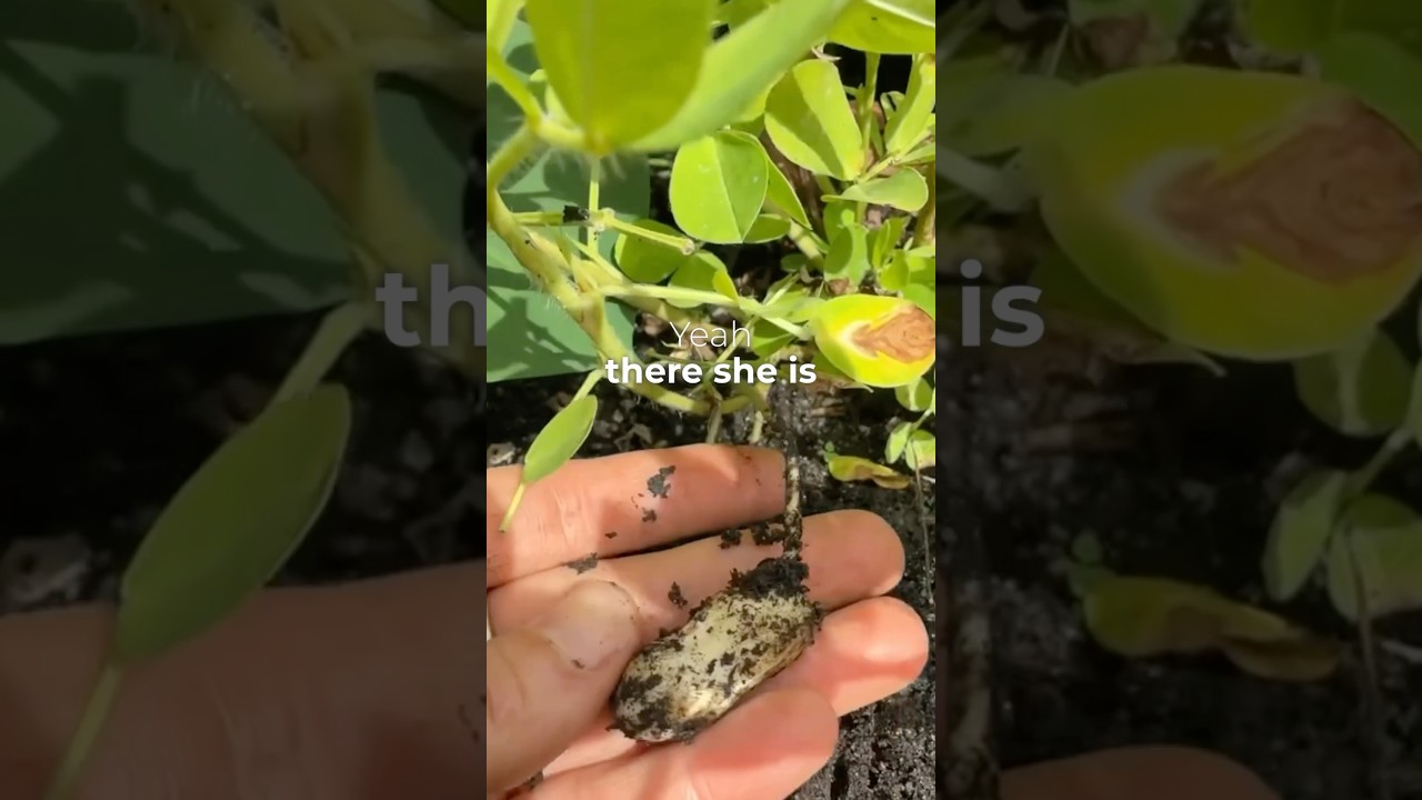 The Fascinating Growth of Peanuts 🥜