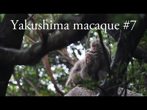 Yakushima macaque #7