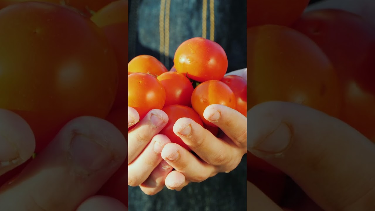 🍅 Jitomate y tomate: ¡no son lo mismo! Descubre sus diferencias y dónde usar cada uno. 👩‍🍳✨