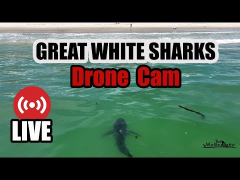 Great White Shark Search: LIVE Stream (Drone Cam)