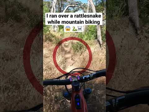 Rattlesnake in the trail #shorts #rattlesnake