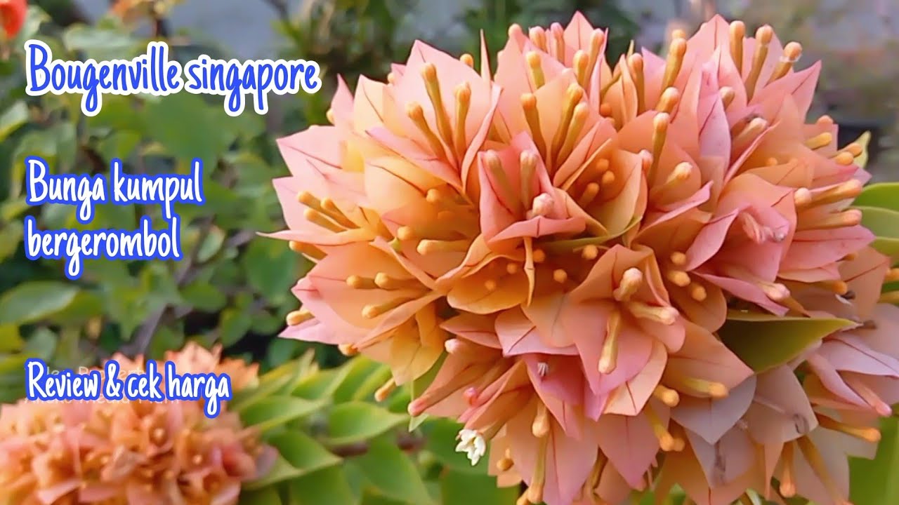 Bougenville singapore bunga kuning kecokelatan | review & cek harga