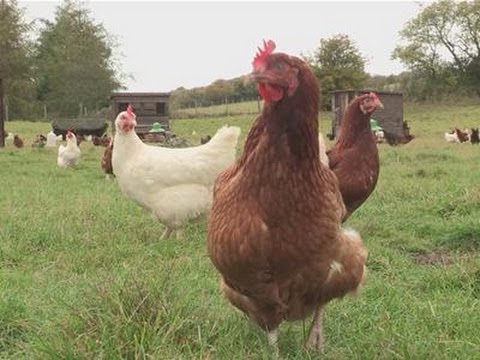 How To Keep Free Range Chickens | The Natural Poultry Farming Guide