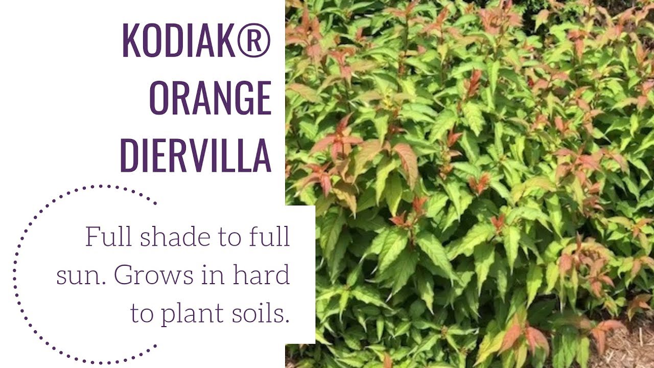 Kodiak®️ Orange Diervilla | www.gardencrossings.com