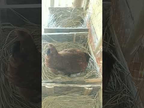 Chicken Lays Egg Rhode Island Red#shorts