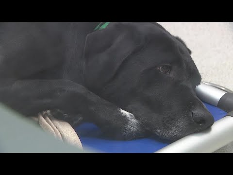 Rising costs force more dog surrenders to Dumb Friends League