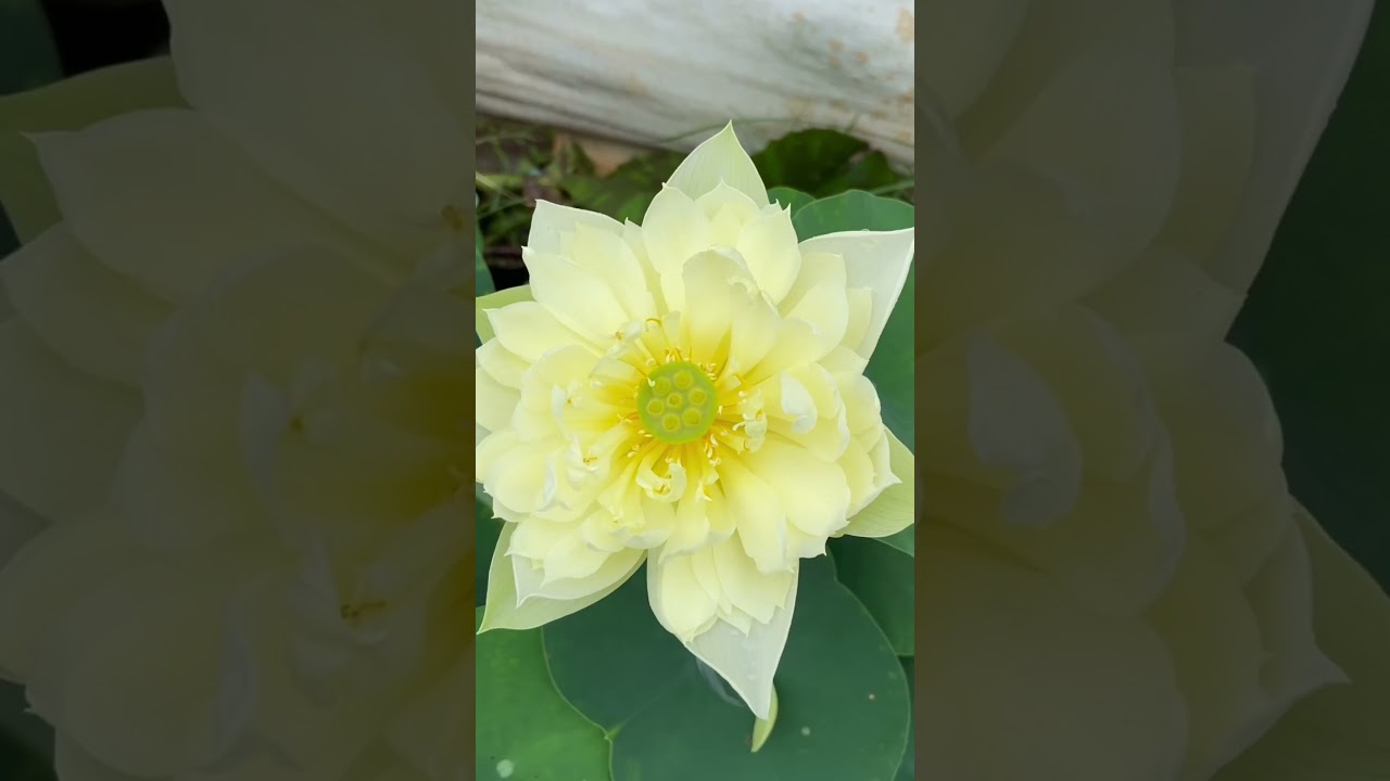 Indian gardens - lotus plants #lotus #plants