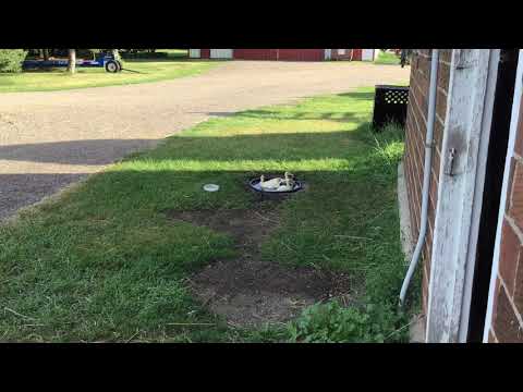 Runner Duck Update - My Ducks Can Finally Swim!