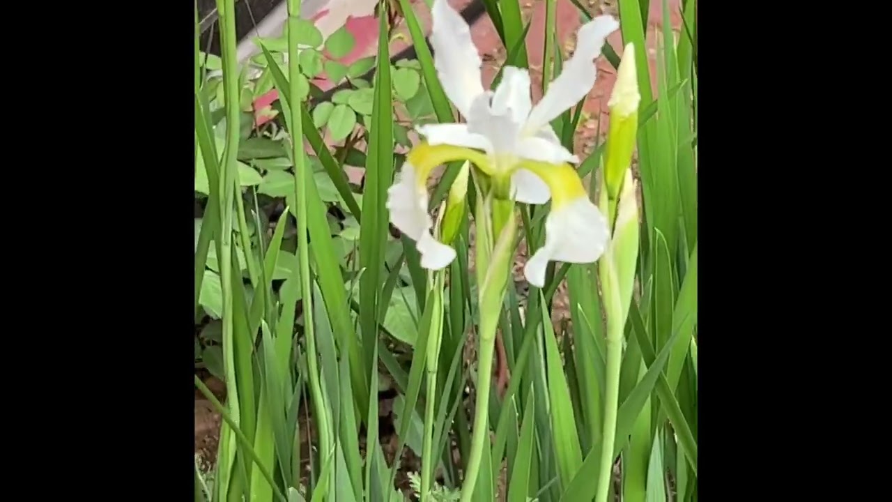 The Irises Are Blooming! #short