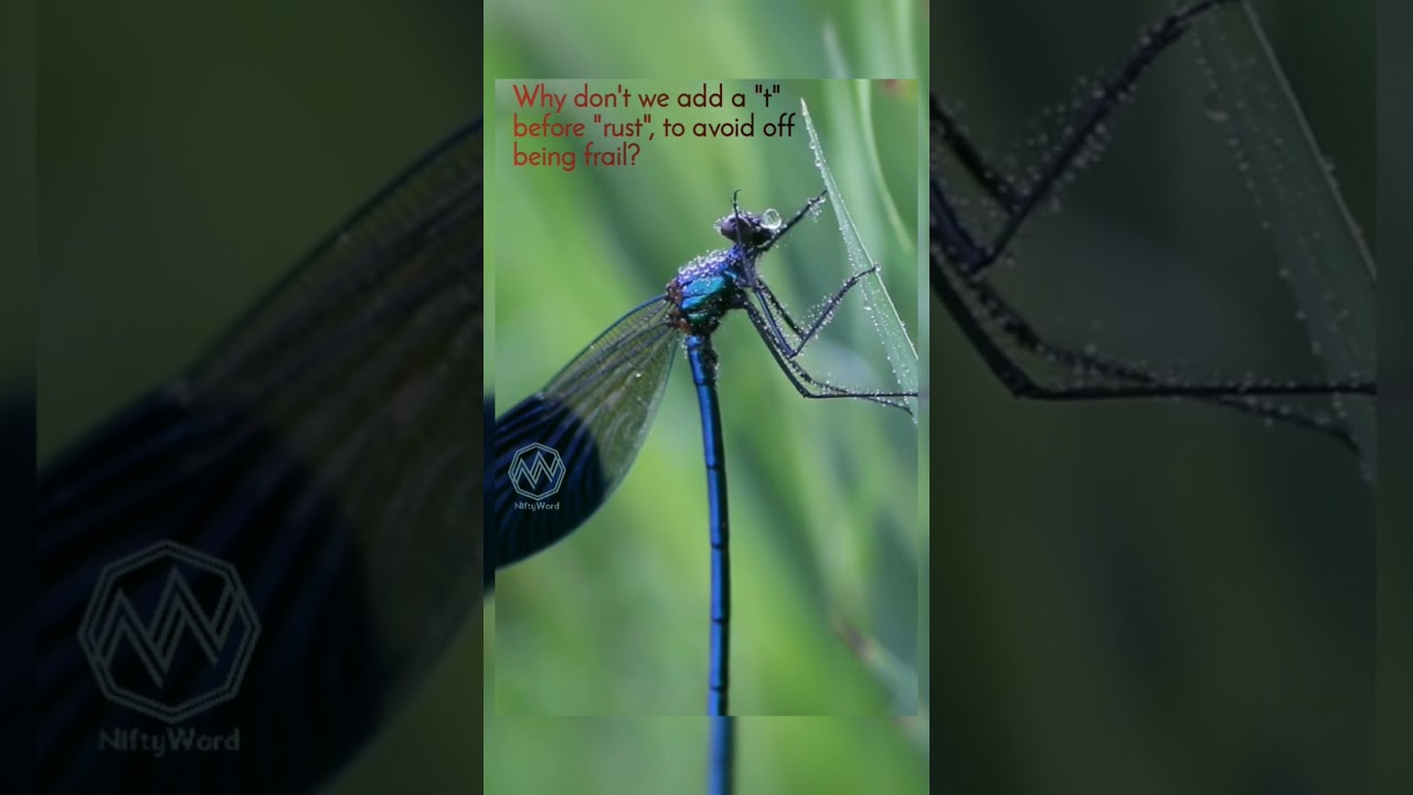 trust make stronger, then doubtful shew rust. #dragonfly #quotes #motivation #words #engagement