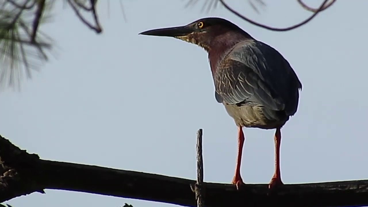 Green Heron Call