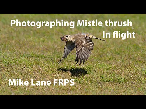 Photographing Mistle thrush in flight – Mike Lane's Ramblings