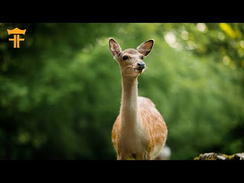 Learn About Canada's Grasslands | Wildlife Conservation Case Study