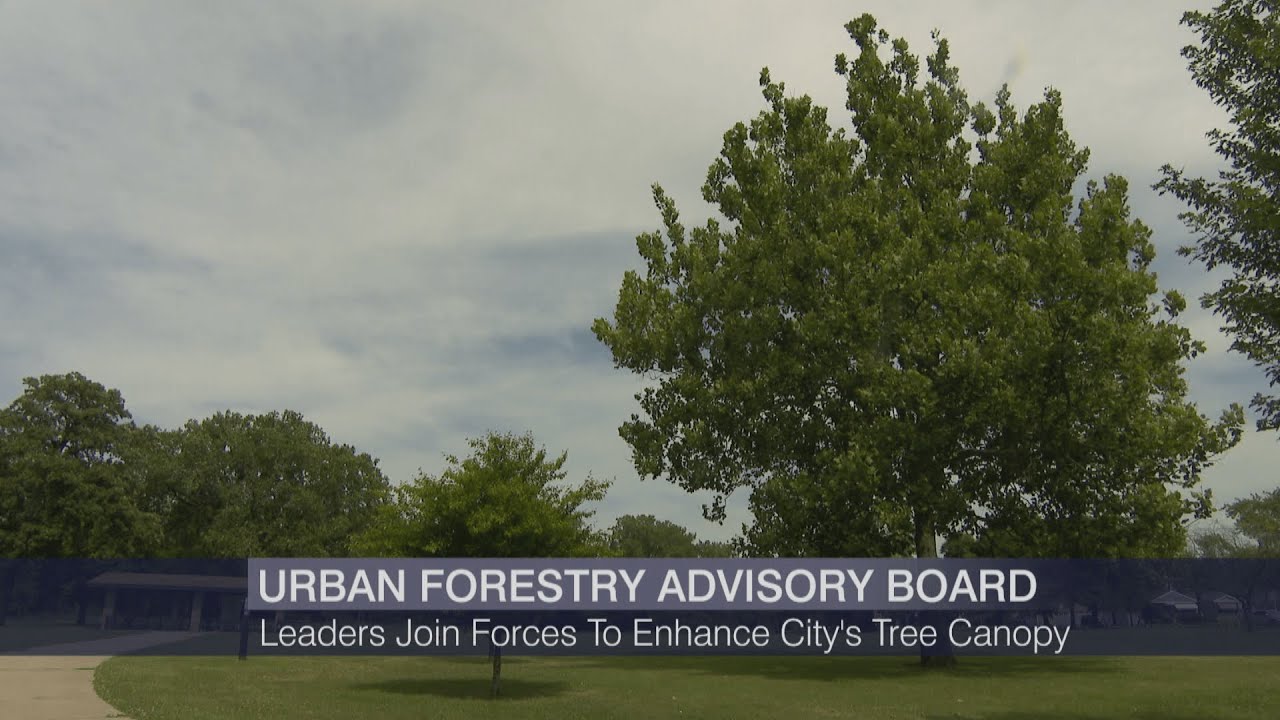 Advisory Board Aims to Help Restore Chicago’s Urban Canopy