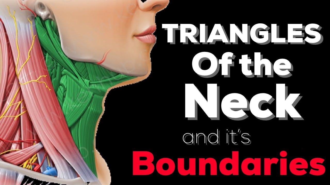 Triangles of the neck - Boundaries